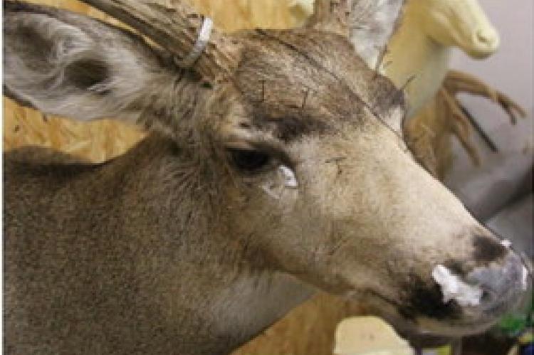 From dead to decor, the process of taxidermy | The Valley Voice